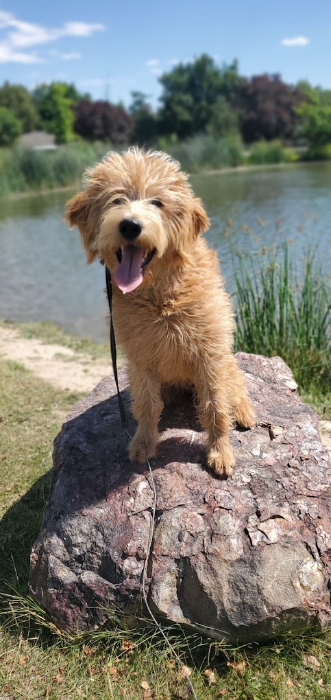 Well-Trained Dog in Boise | All Dogs Unleashed