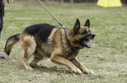 Aggressive Dog Training Boise – All Dogs Unleashed