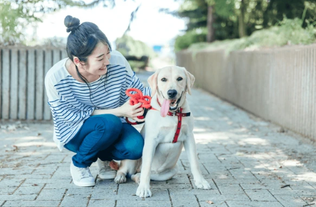 Labrador Retriever Training Boise | Expert Dog Obedience in Idaho