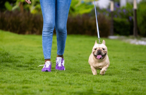 Boise Dog Behavior Improvements | What to Expect After Training