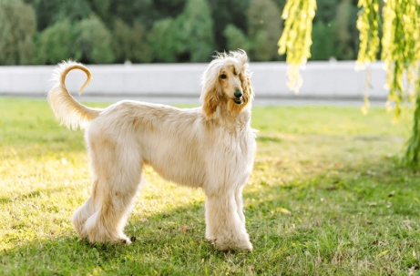 Boise Dog Body Language Guide | Read Your Pup Like a Pro