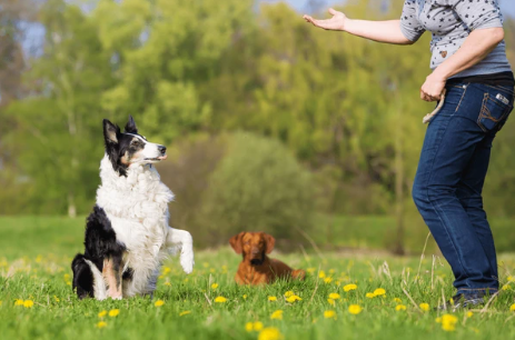 Boise Obedience School for Dogs | Behavior & Training That Works