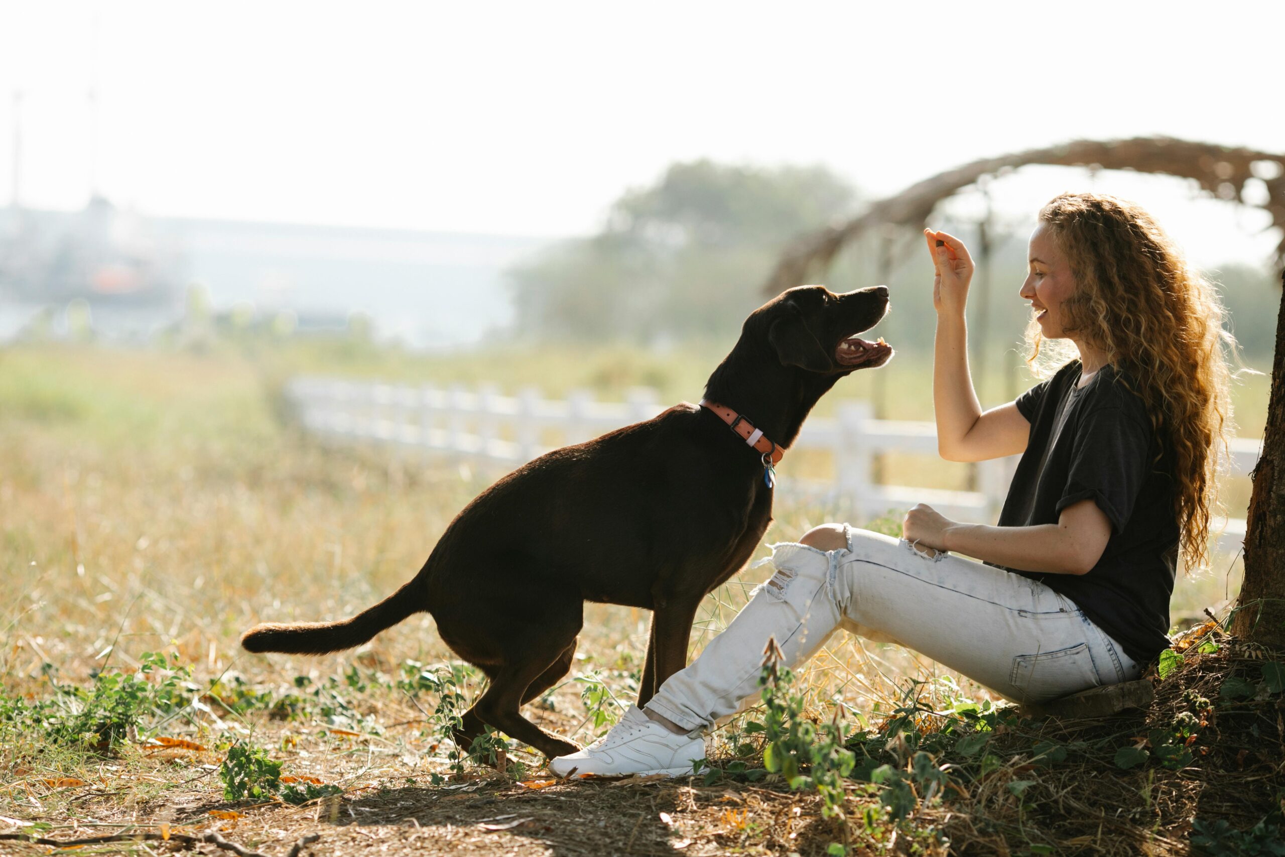Dog Trainers Near Boise – Top 5 Reasons to Choose Local Experts