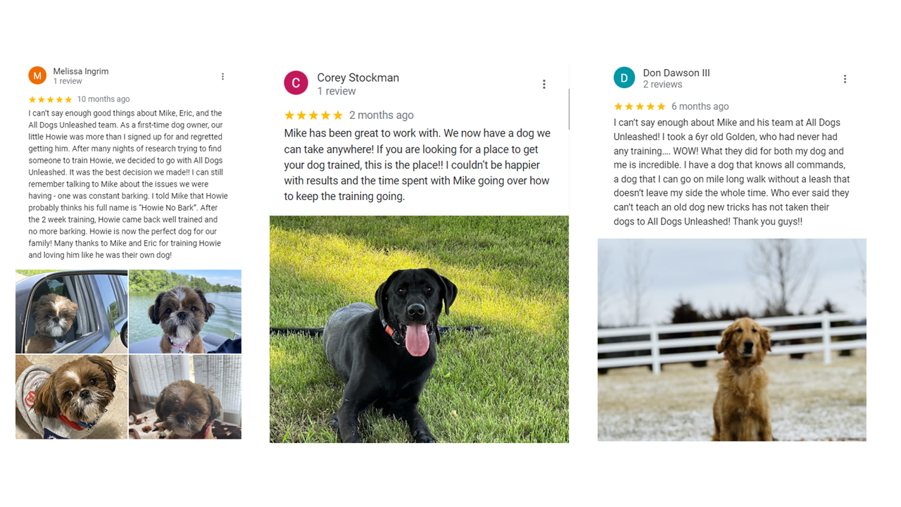 Des Moines Best Dog Board And Train - All Dogs Unleashed