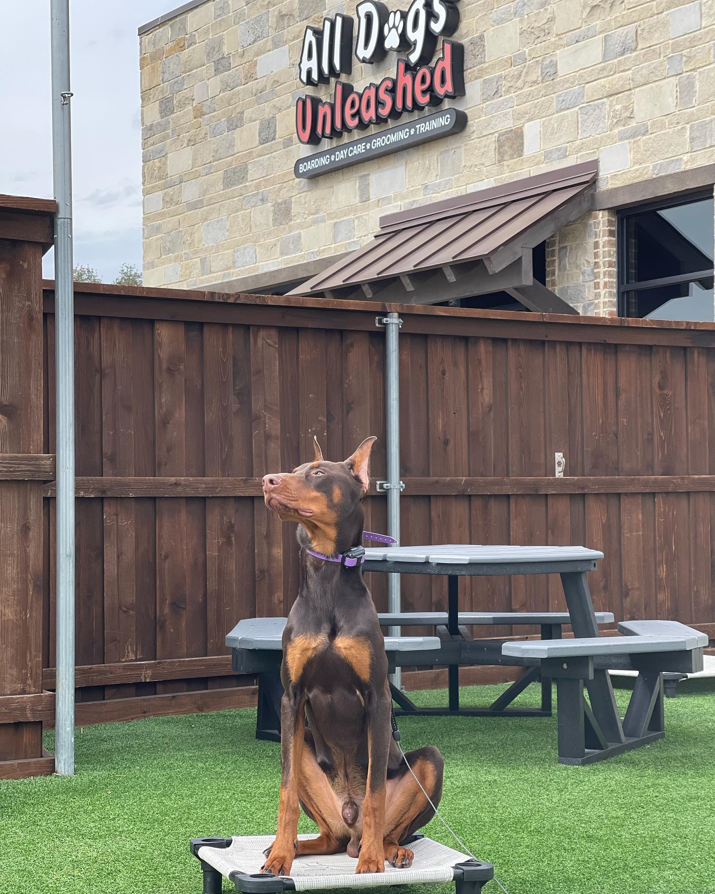 How Much Does Dog Training Cost In Oklahoma All Dogs Unleashed 