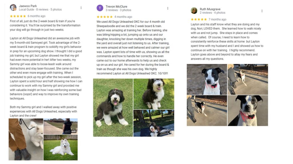 Oklahoma City's Best Board and Train - All Dogs Unleashed Oklahoma City