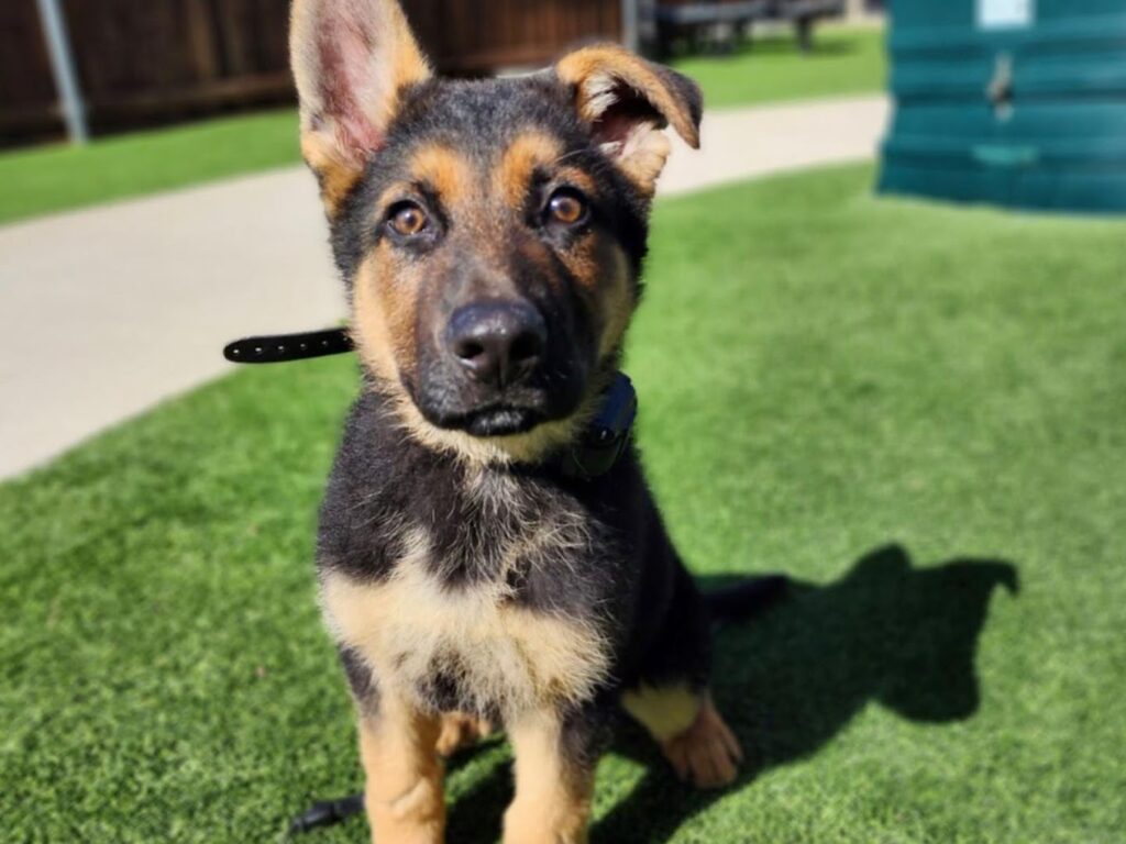 K9 Training Oklahoma City - All Dogs Unleashed Oklahoma City