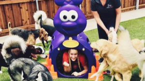 Dog Training Dallas - Top Rated Dog Trainers | All Dogs Unleashed