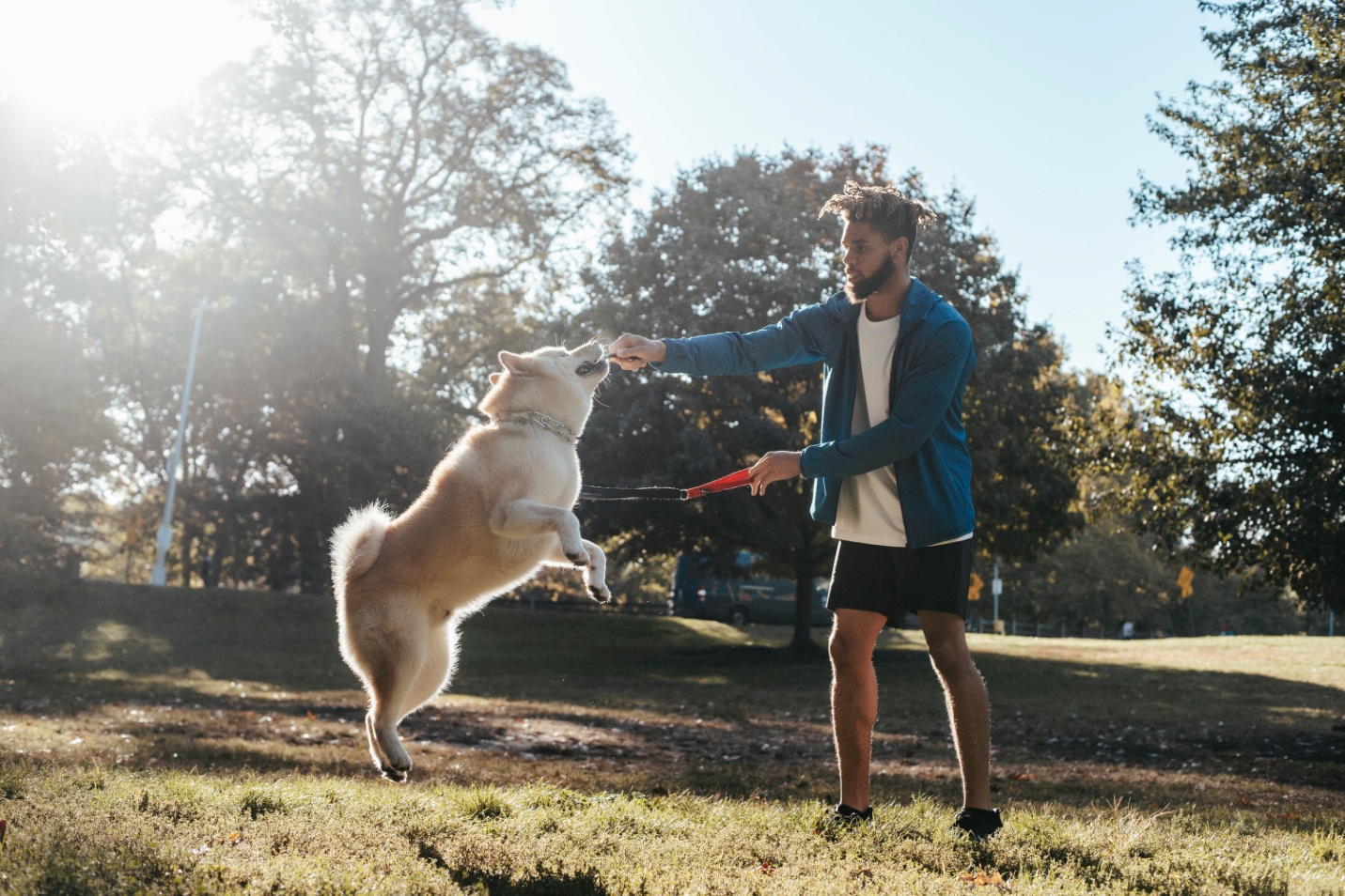 6 Basic Dog Commands All Dogs Unleashed Dallas