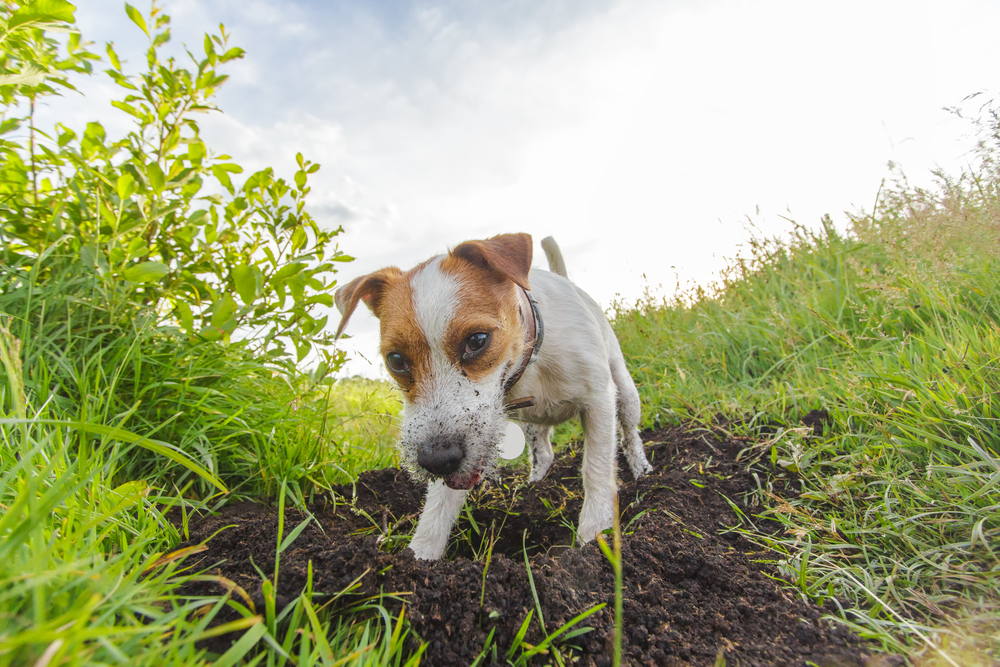 Understanding and Eliminating: Destructive Chewing and Digging | All ...
