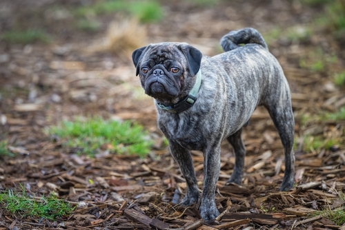 Can My Dog be Trained to Walk Off-Leash? - All Dogs Unleashed Dog Training