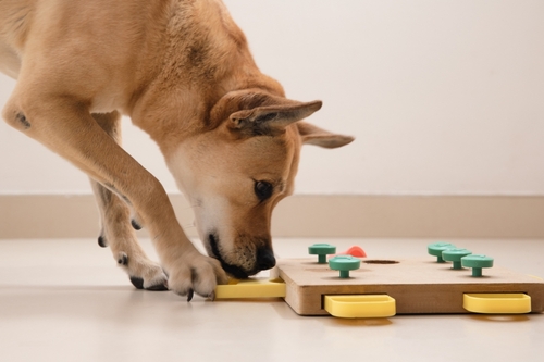 Why Your Active Dog Needs Mental Exercise | All Dog Unleashed