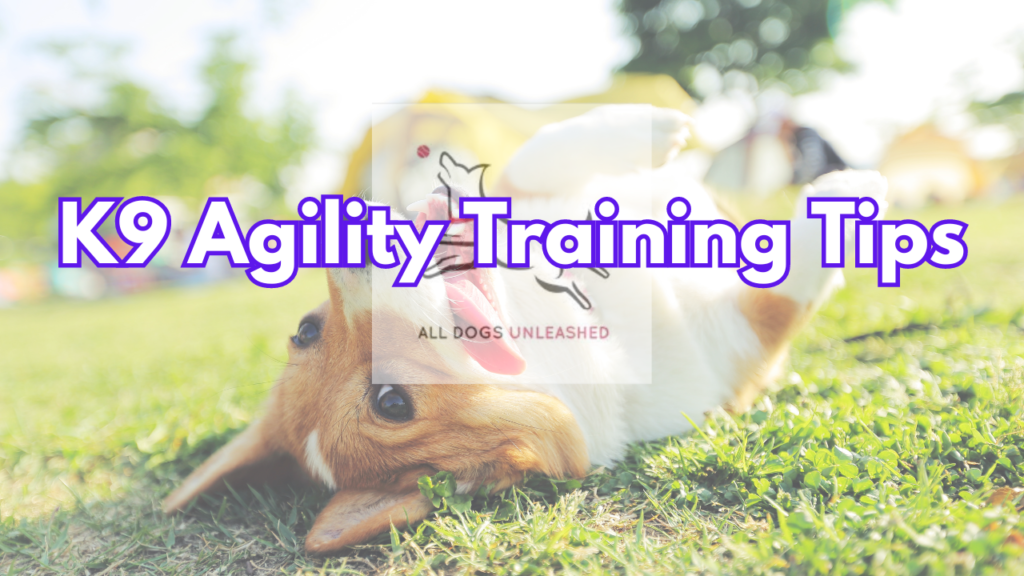 Dog Agility Training Tips: Ultimate Guide, How to Start