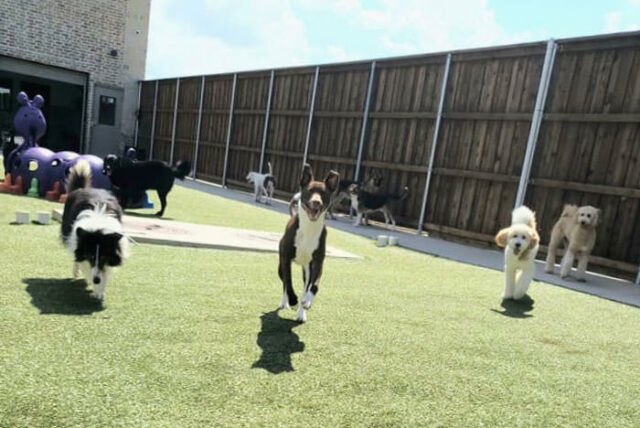 The Ultimate Dog Boarding Checklist - All Dogs Unleashed Dog Training