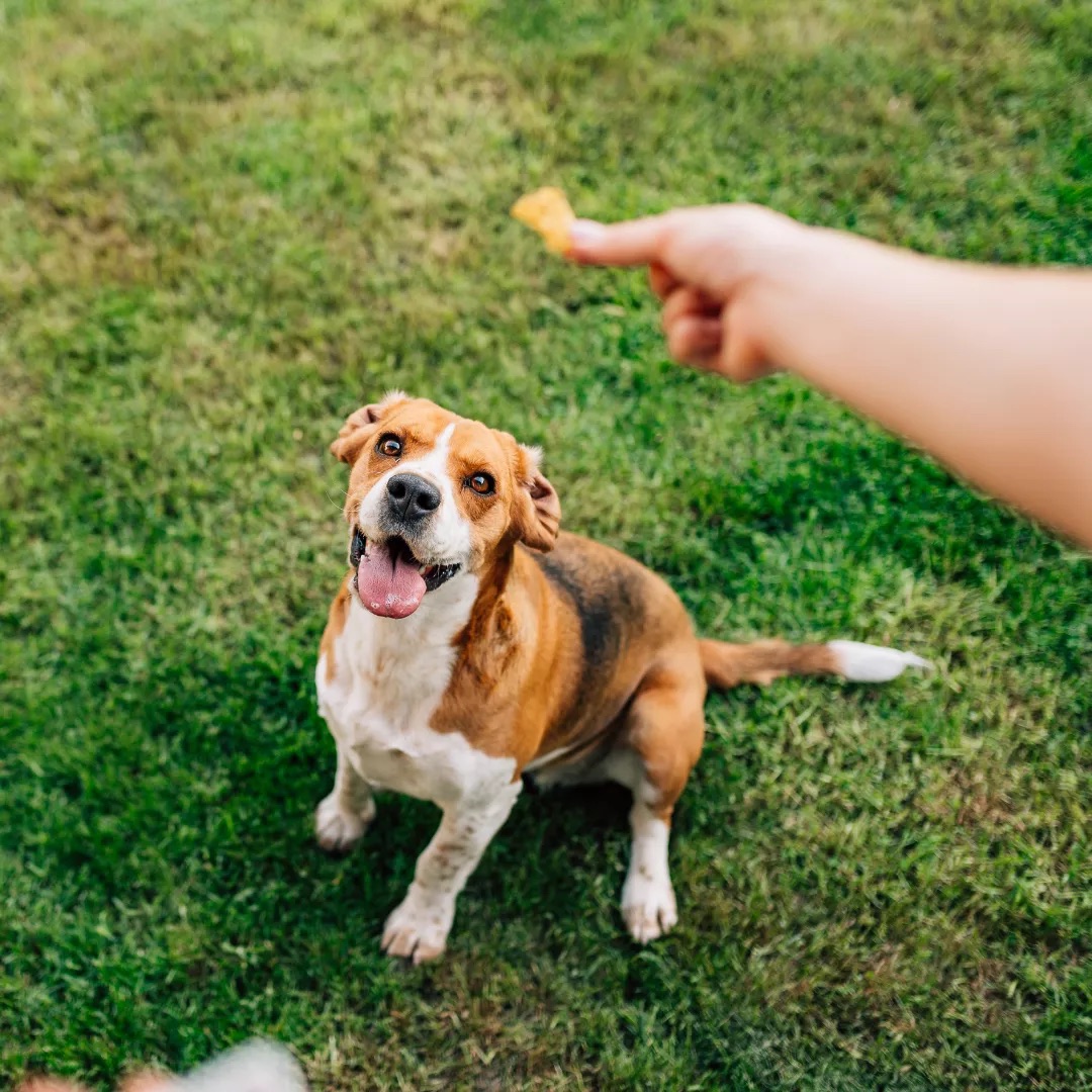 The Best Training Commands Every Dog Should Know - All Dogs Unleashed ...