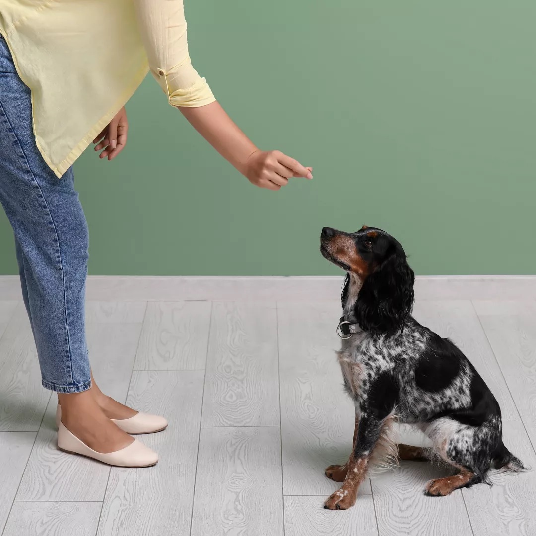 The Best Training Commands Every Dog Should Know - All Dogs Unleashed ...
