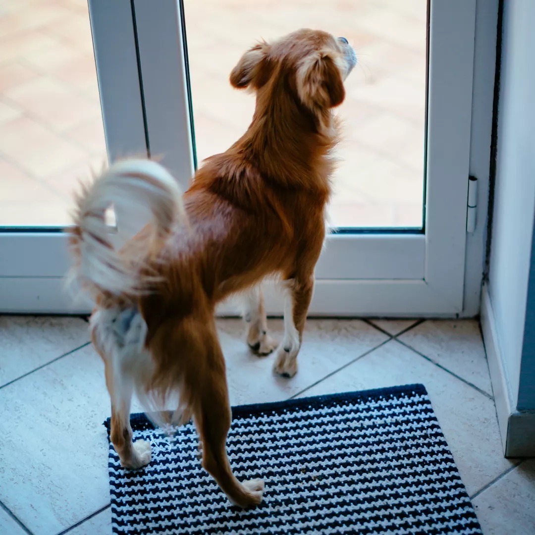 The Best Training Commands Every Dog Should Know - All Dogs Unleashed ...