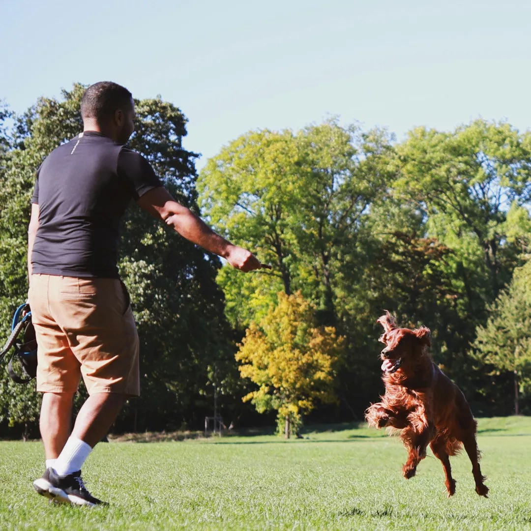 The Best Training Commands Every Dog Should Know - All Dogs Unleashed ...